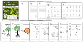 Plants and Trees Anatomy Notebooking Pages - NotebookingPages.com
